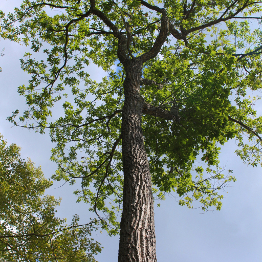 Chestnut Oak (Quercus Montana) Plant Care & How to Grow, Water