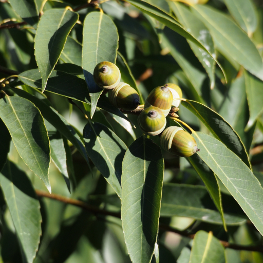 Japanese White Oak (Quercus Myrsinifolia) Plant Care & How to Grow, Water
