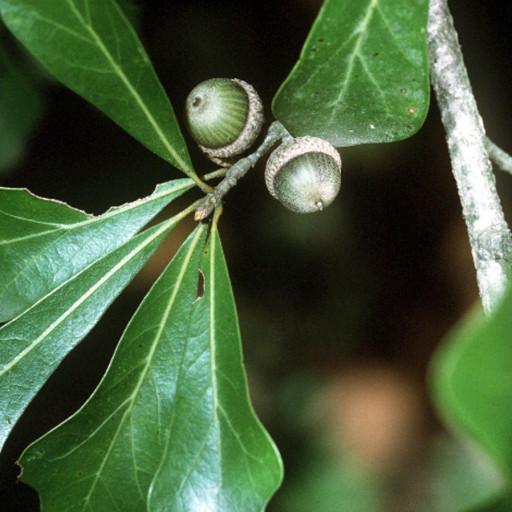 Water Oak (Quercus Nigra) Plant Care & How to Grow, Water