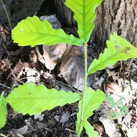 Quercus Pachyloma Plant Care & How to Grow, Water