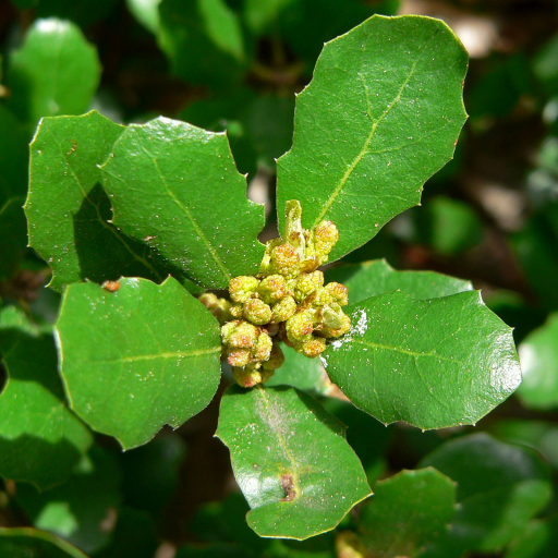 Channel Island Scrub Oak (Quercus Pacifica) Plant Care & How to Grow, Water