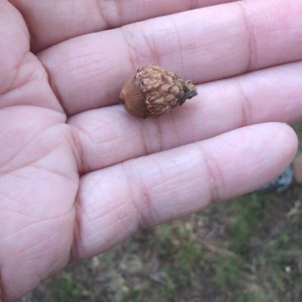 Cherrybark Oak (Quercus Pagoda) Care Guide: Water, Soil & Propagation ...