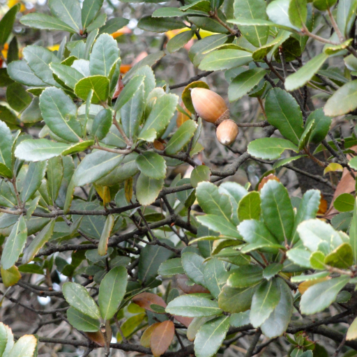 Black Ridge Oak (Quercus Phillyreoides) Plant Care & How to Grow, Water
