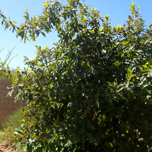 Netleaf White Oak (Quercus Polymorpha) Plant Care & How to Grow, Water