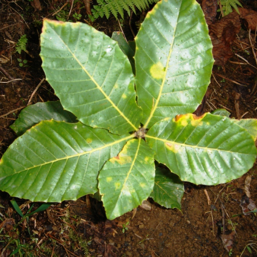 Pontic Oak (Quercus Pontica) Plant Care & How to Grow, Water