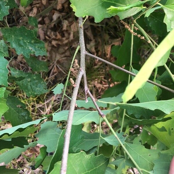 Scrub Chestnut Oak (Quercus Prinoides) Care Guide: Water, Soil ...