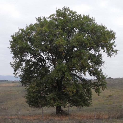 Downy Oak (Quercus Pubescens) Plant Care & How to Grow, Water