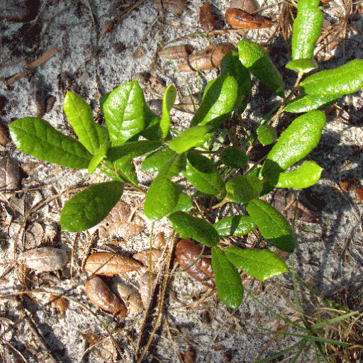 Running Oak (Quercus Pumila) Plant Care & How to Grow, Water
