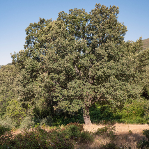 Pyrenean Oak (Quercus Pyrenaica) Plant Care & How to Grow, Water