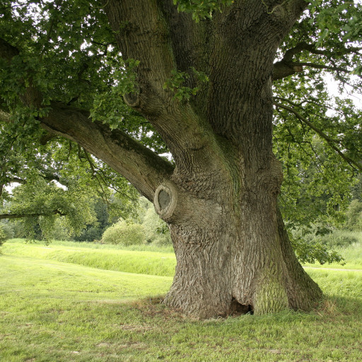 English Oak (Quercus Robur) Plant Care & How to Grow, Water