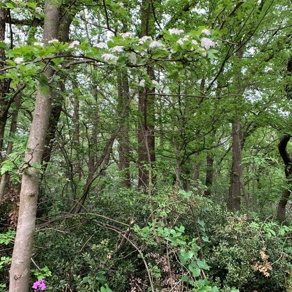 Devony Oak (Quercus × Rosacea) Care Guide: Water, Soil & Propagation ...