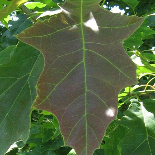 Northern Red Oak (Quercus Rubra) Plant Care & How to Grow, Water