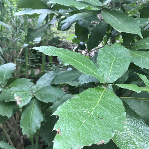 Encino De Asta (Quercus Rysophylla) Plant Care & How to Grow, Water