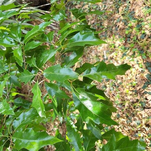 Sartor's Oak (Quercus Sartorii) Plant Care & How to Grow, Water