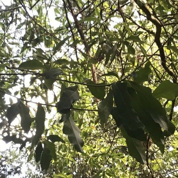 Hybrid Oak (Quercus × Schochiana) Plant Care & How to Grow, Water