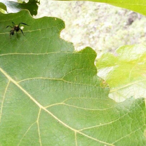 K'antulán (Quercus Segoviensis) Care Guide: Water, Soil & Propagation ...