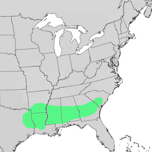 Hairy Crabgrass (Digitaria Sanguinalis) Plant Care & How to Grow, Water