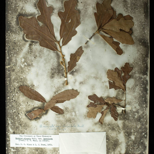 Bastard Oak (Quercus Sinuata) Plant Care & How to Grow, Water