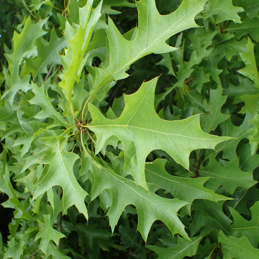 Nuttall's Oak (Quercus Texana) Plant Care & How to Grow, Water