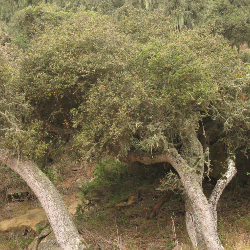 Island Live Oak (Quercus Tomentella) Plant Care & How to Grow, Water