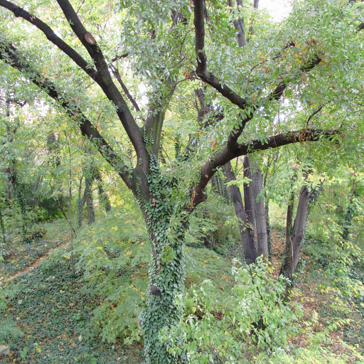 Trojan Oak (Quercus Trojana) Plant Care & How to Grow, Water