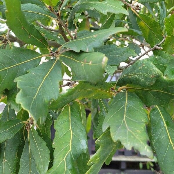 Turner's Oak (Quercus × Turneri) Plant Care & How to Grow, Water