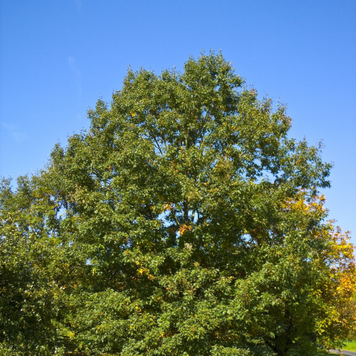 Black Oak (Quercus Velutina) Plant Care & How to Grow, Water