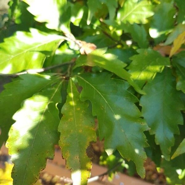 Spanish Oak (Quercus X Hispanica) Plant Care & How to Grow, Water