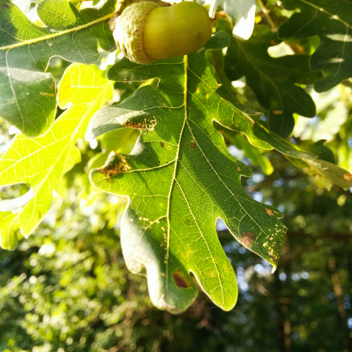 Quercus X Rosacea Plant Care & How to Grow, Water