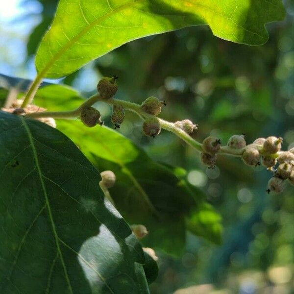 Turner's Oak (Quercus X Turneri) Plant Care & How to Grow, Water