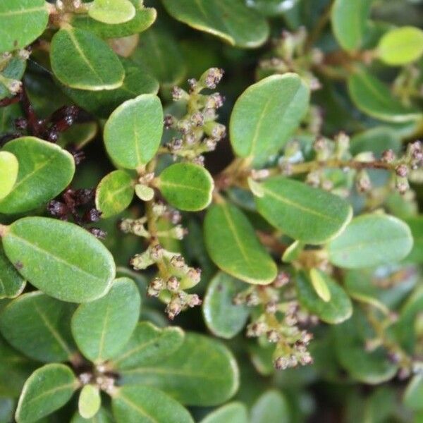 Quintinia Oreophila Plant Care & How to Grow, Water