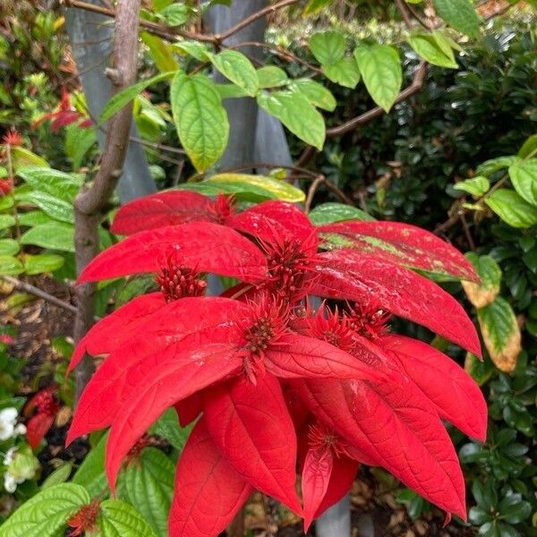 Quisqualis Mussaendiflora Plant Care & How to Grow, Water