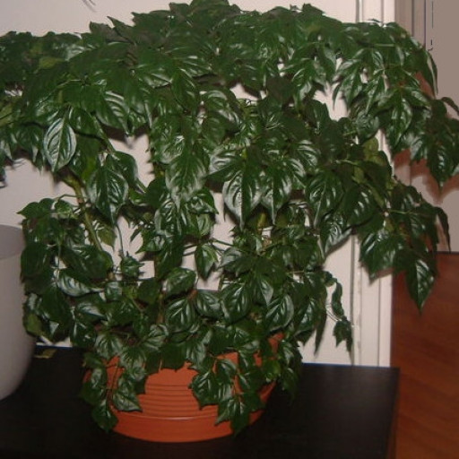 China Doll (Radermachera Sinica) Plant Care & How to Grow, Water