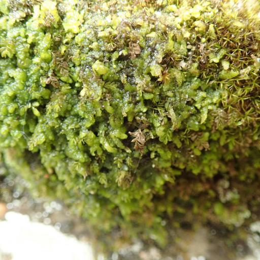 Flat-Leaved Scalewort (Radula Complanata) Plant Care & How to Grow, Water