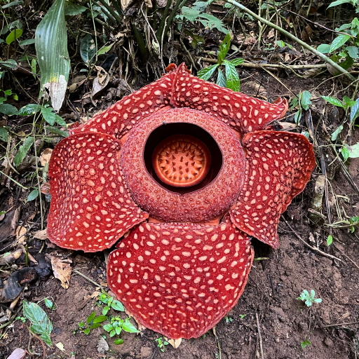 Red Star (Rafflesia Arnoldi) Plant Care & How to Grow, Water