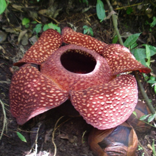 Rafflesia Arnoldii Plant Care & How to Grow, Water