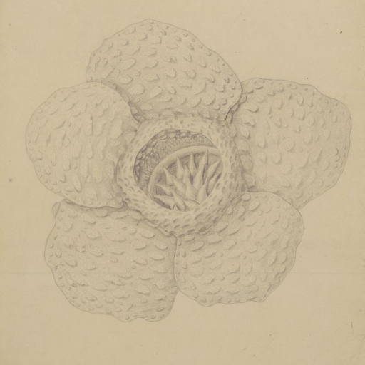 Rafflesia Hasseltii Plant Care & How to Grow, Water