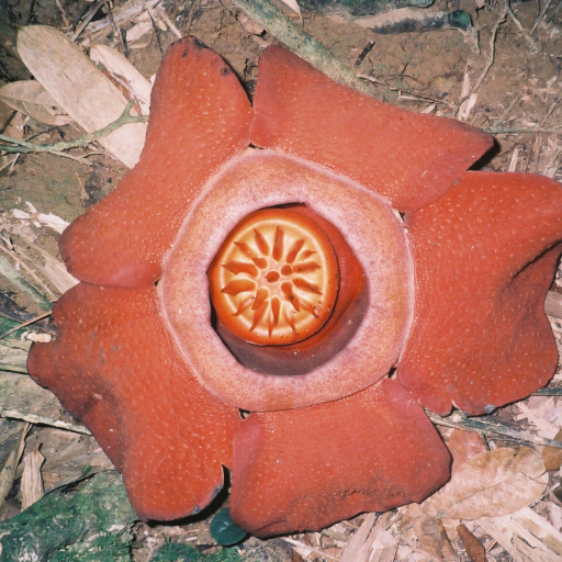Rafflesia Kerrii Plant Care & How to Grow, Water