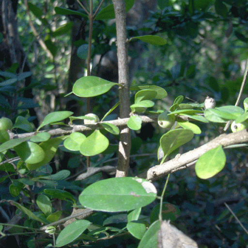 White Indigo Berry (Randia Aculeata) Plant Care & How to Grow, Water