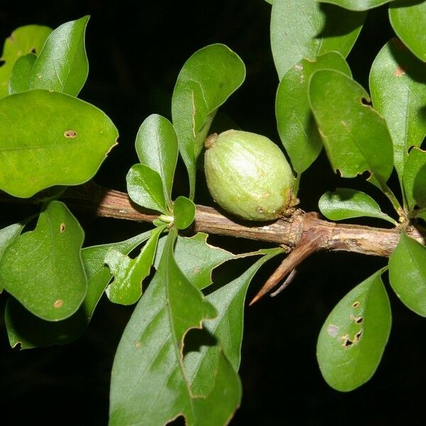 Randia Monantha Plant Care & How to Grow, Water