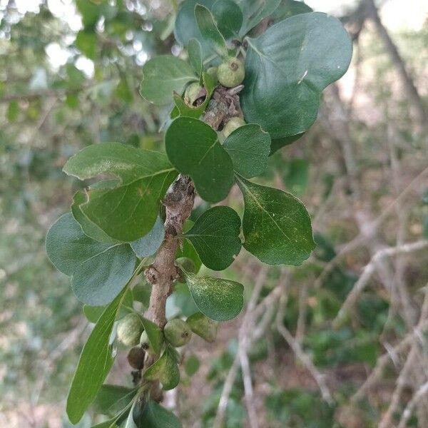 Randia Obcordata Plant Care & How to Grow, Water