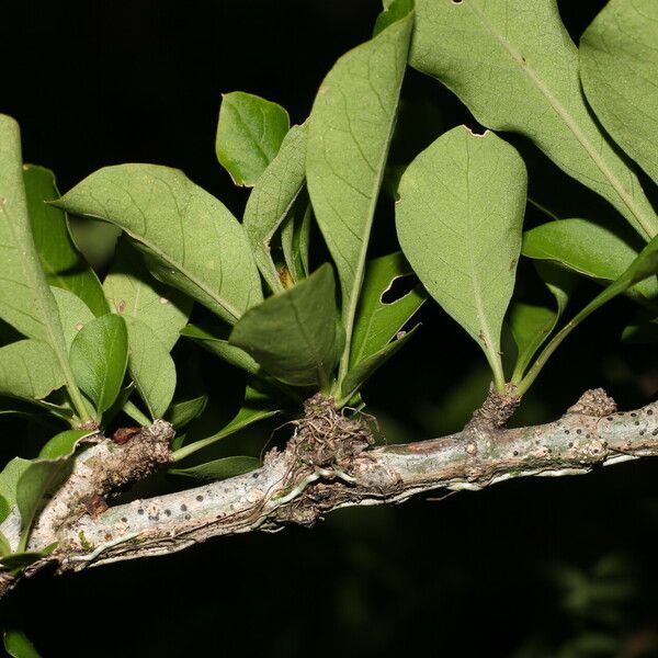 Randia Thurberi Plant Care & How to Grow, Water