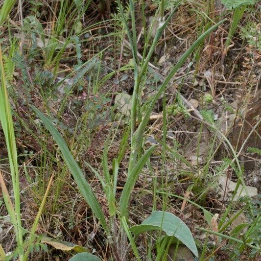 Ranunculus Abnormis Plant Care & How to Grow, Water