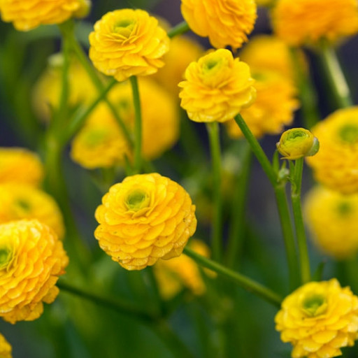 Meadow Buttercup (Ranunculus Acris) Plant Care & How to Grow, Water