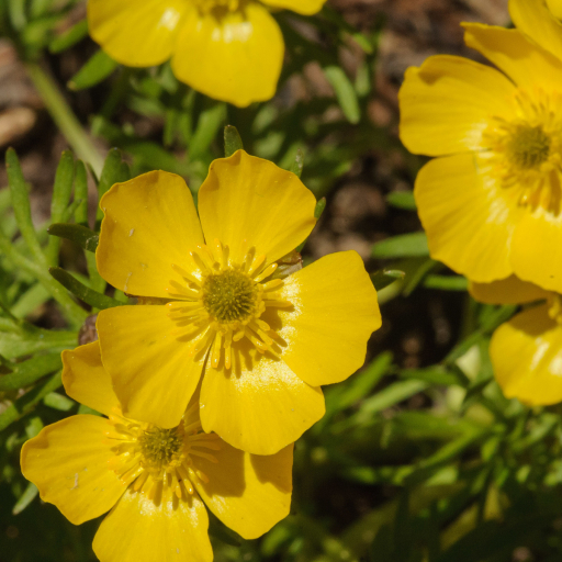 Alpine Buttercup (Ranunculus Adoneus) Plant Care & How to Grow, Water