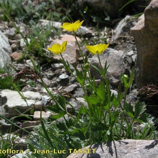 Lapland Buttercup (Ranunculus Aduncus) Care Guide: Water, Soil ...