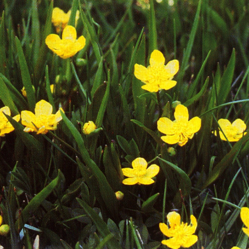 ainleaf Buttercup (Ranunculus Alismifolius) Plant Care & How to Grow, Water