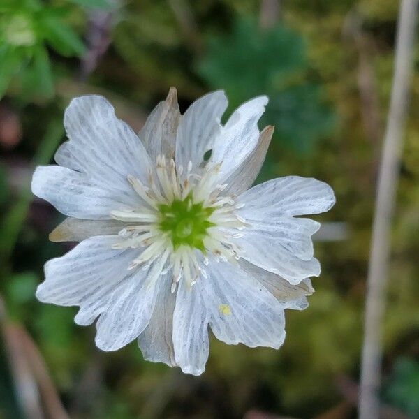 Alpine Buttercup (Ranunculus Alpestris) Plant Care & How to Grow, Water