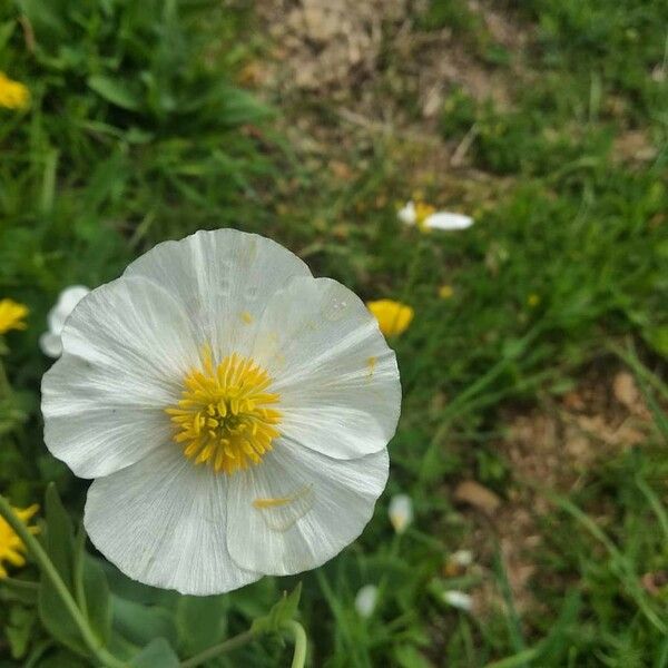 Amplexicaul Buttercup (Ranunculus Amplexicaulis) Plant Care & How to ...