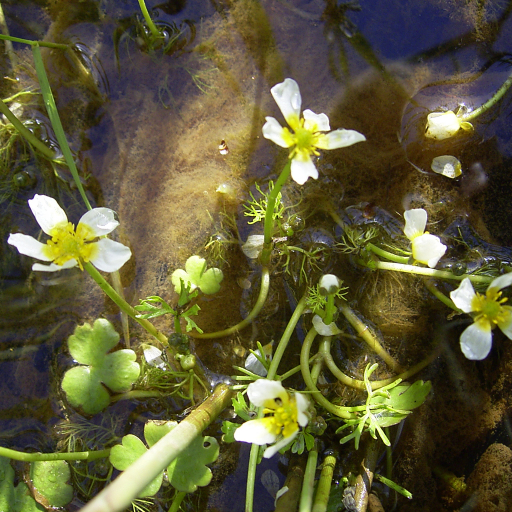 Water-Crowfoot (Ranunculus Aquatilis) Plant Care & How to Grow, Water